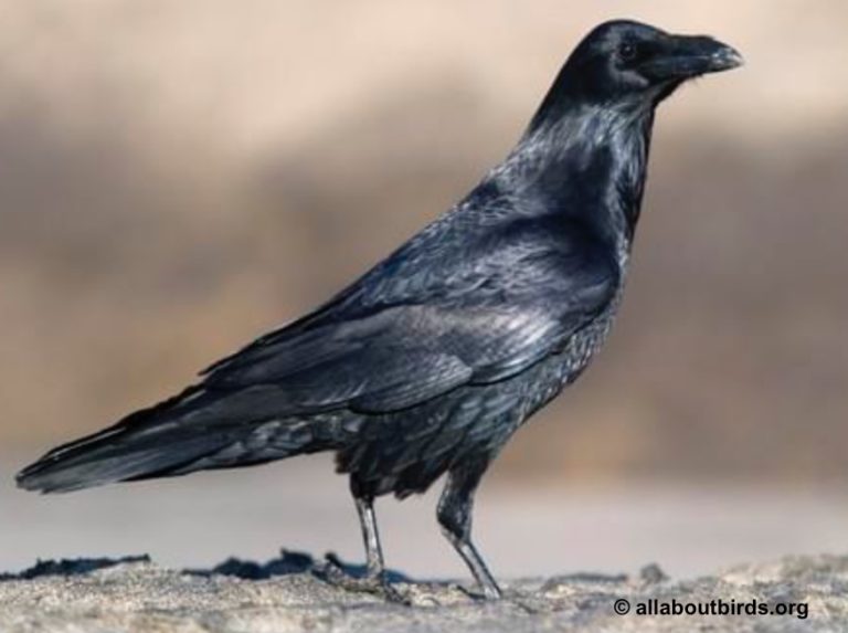 LE GRAND CORBEAU - Crow Life - Centre de Recherche et Protection des ...