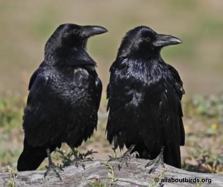 LE GRAND CORBEAU - Crow Life - Centre de Recherche et Protection des ...