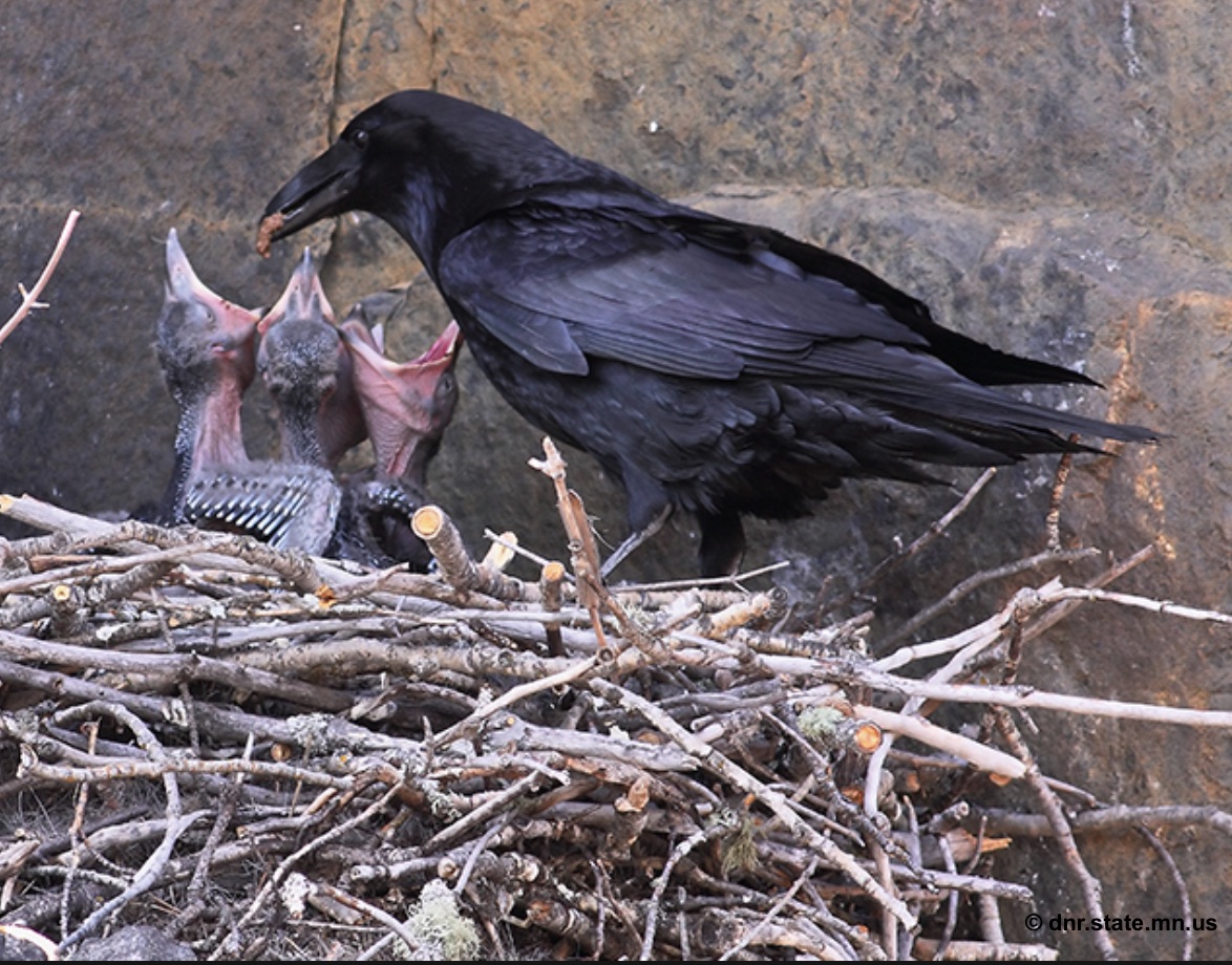 LE GRAND CORBEAU - Crow Life - Centre de Recherche et Protection des ...