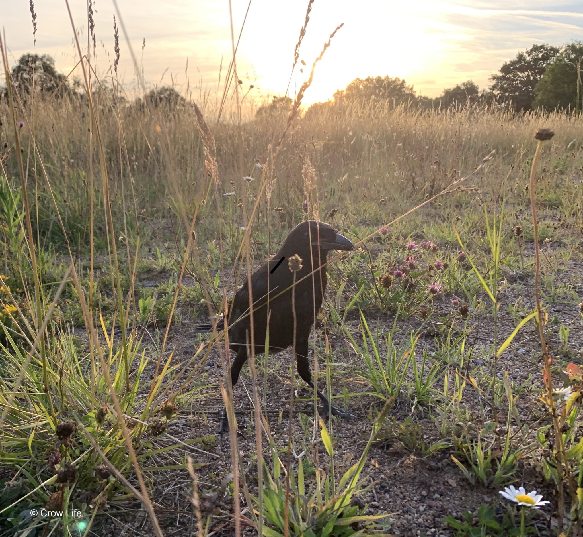 Crow Life en images - Crow Life - Centre de Recherche et Protection des ...