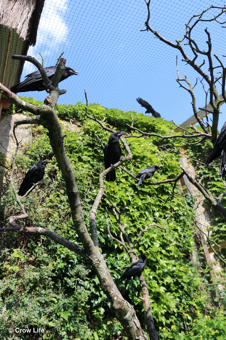 Crow Life en images - Crow Life - Centre de Recherche et Protection des ...