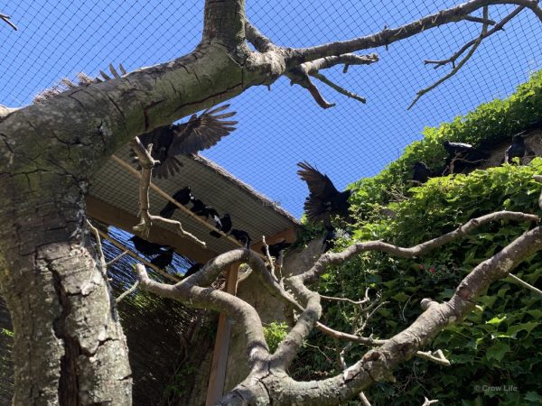 Crow Life en images - Crow Life - Centre de Recherche et Protection des ...