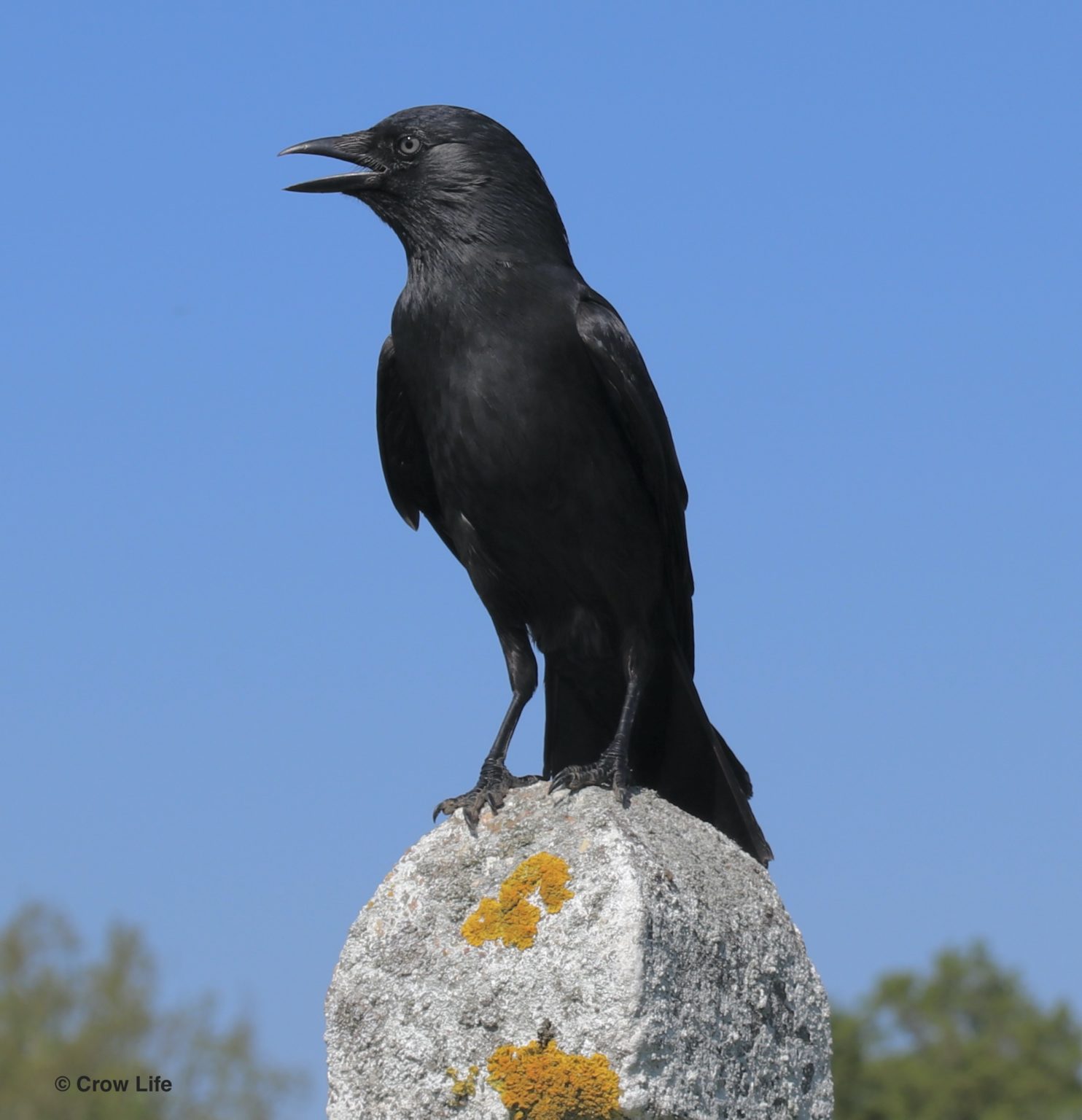 Crow Life en images - Crow Life - Centre de Recherche et Protection des ...