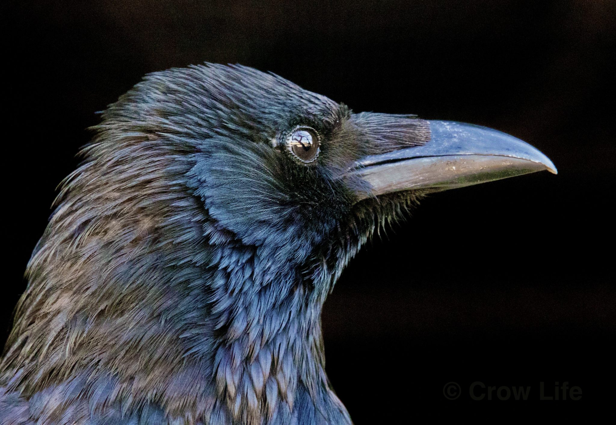 Crow Life en images - Crow Life - Centre de Recherche et Protection des ...